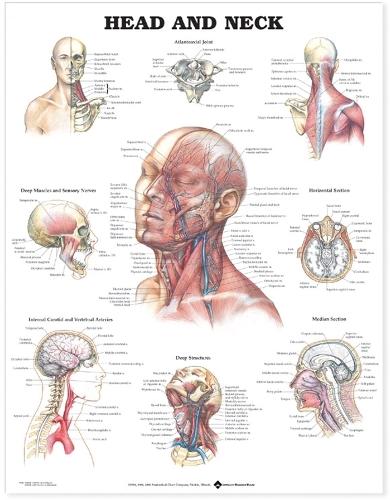 Head and Neck Anatomical Chart by Anatomical Chart Company | Foyles