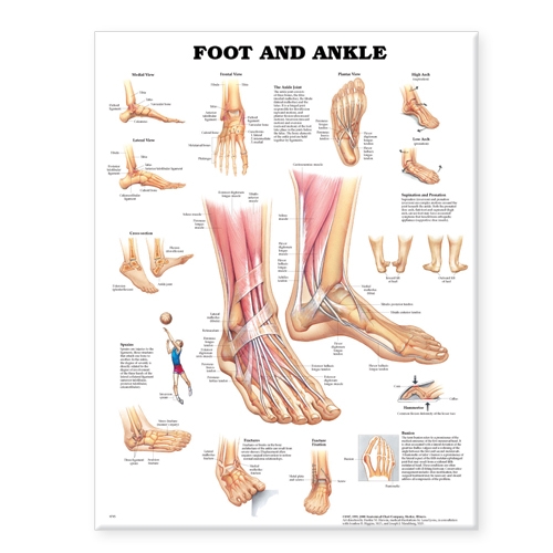 Foot and Ankle Anatomical Chart by Anatomical Chart Company | Foyles